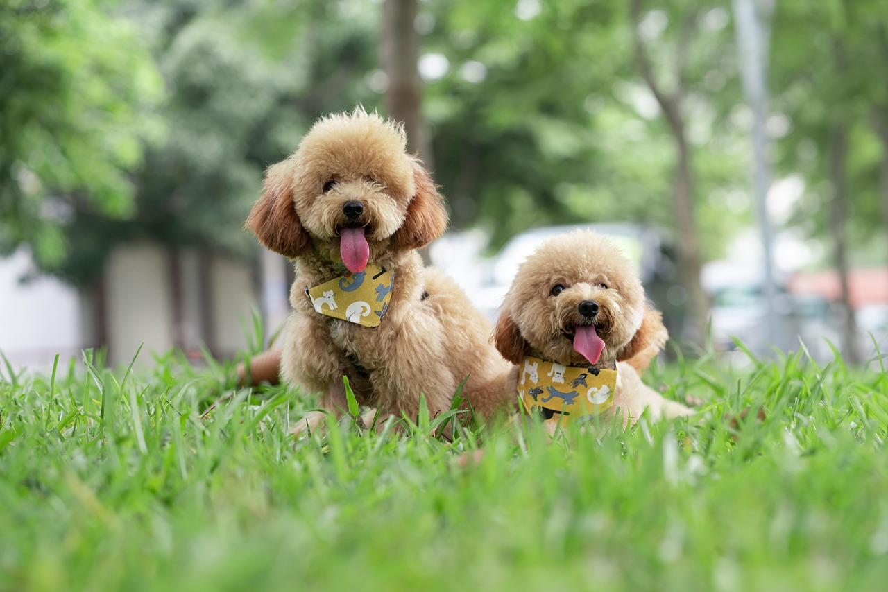 Poodle with Poodle Cut: 2026 Styling & Care Guide